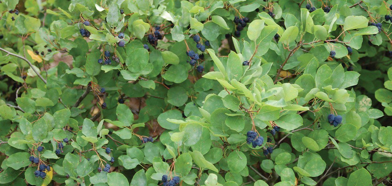 Running Serviceberry | Johnson's Nursery | KB