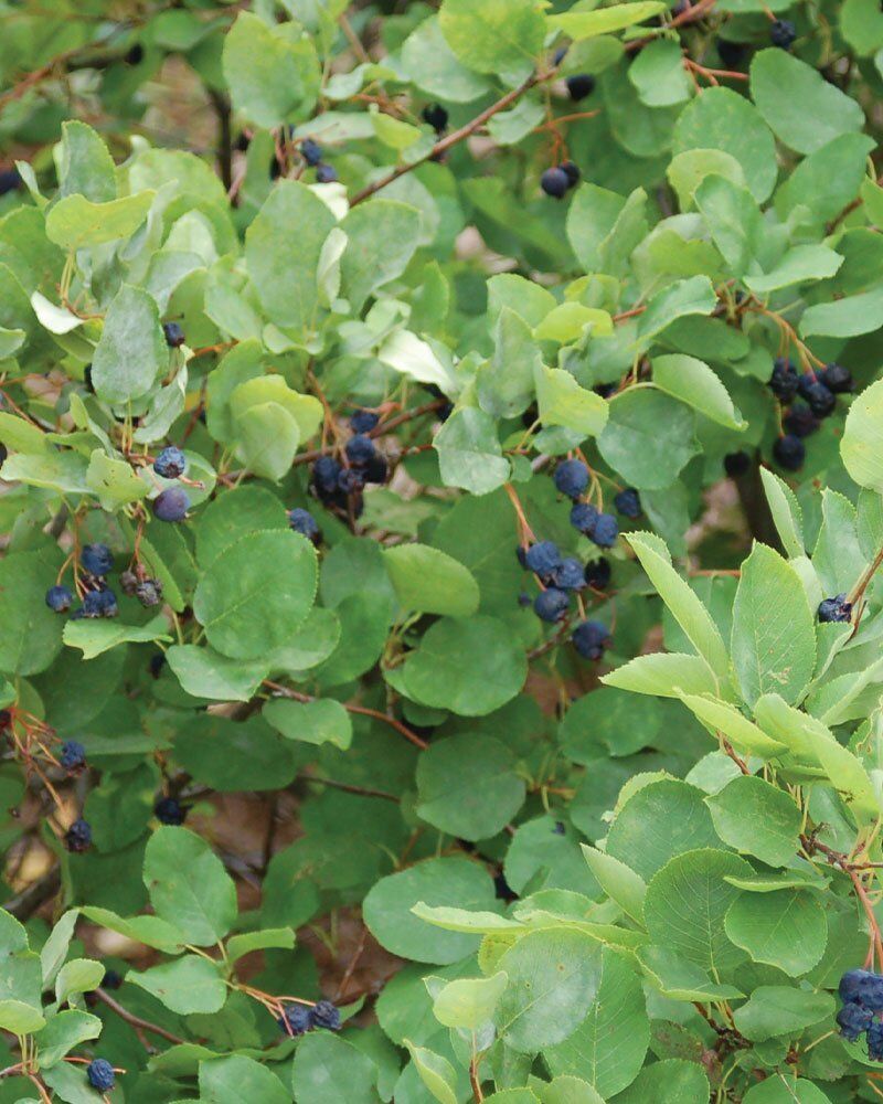 Wisconsin Native Shrubs | Johnson's Nursery | Knowledgebase