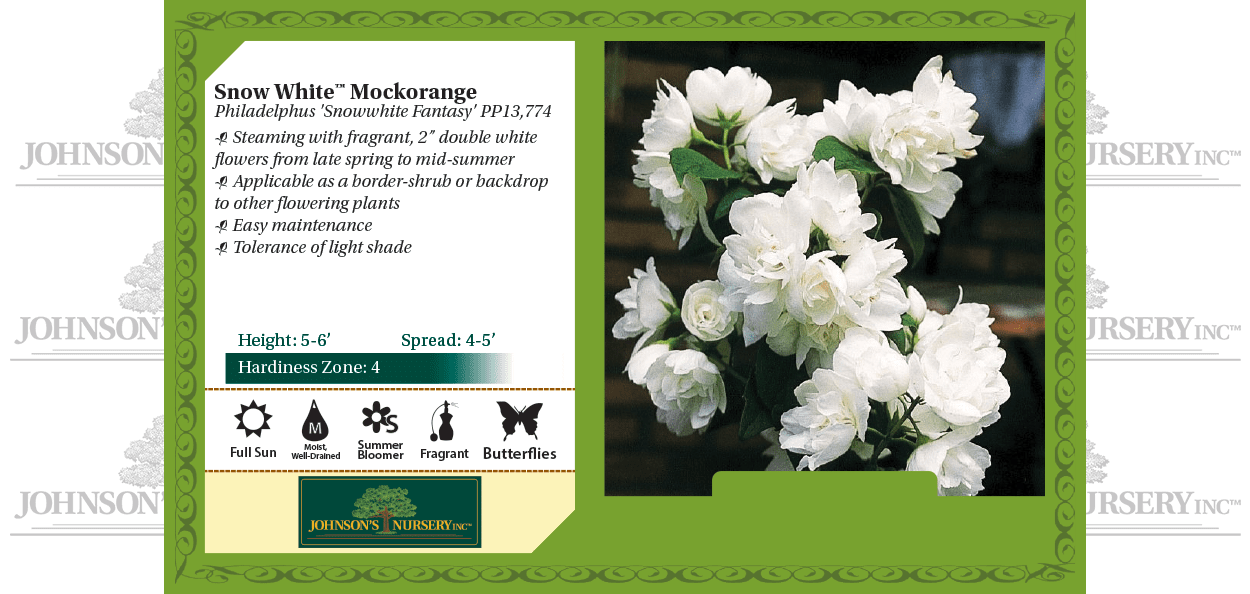 Snow White™ Mockorange | Johnson's Nursery | KB