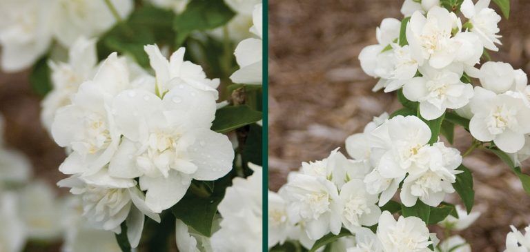 Snow White™ Mockorange | Johnson's Nursery | KB