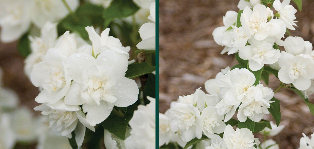Snow White™ Mockorange | Johnson's Nursery | KB