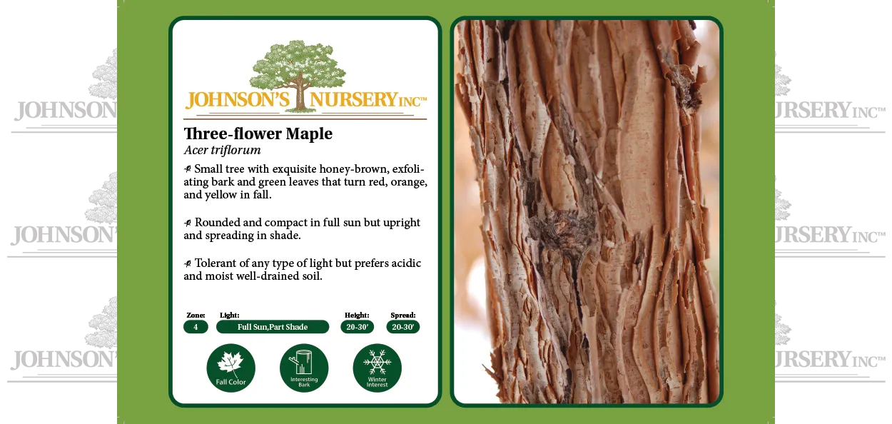 Three-flower Maple | Johnson's Nursery | KB