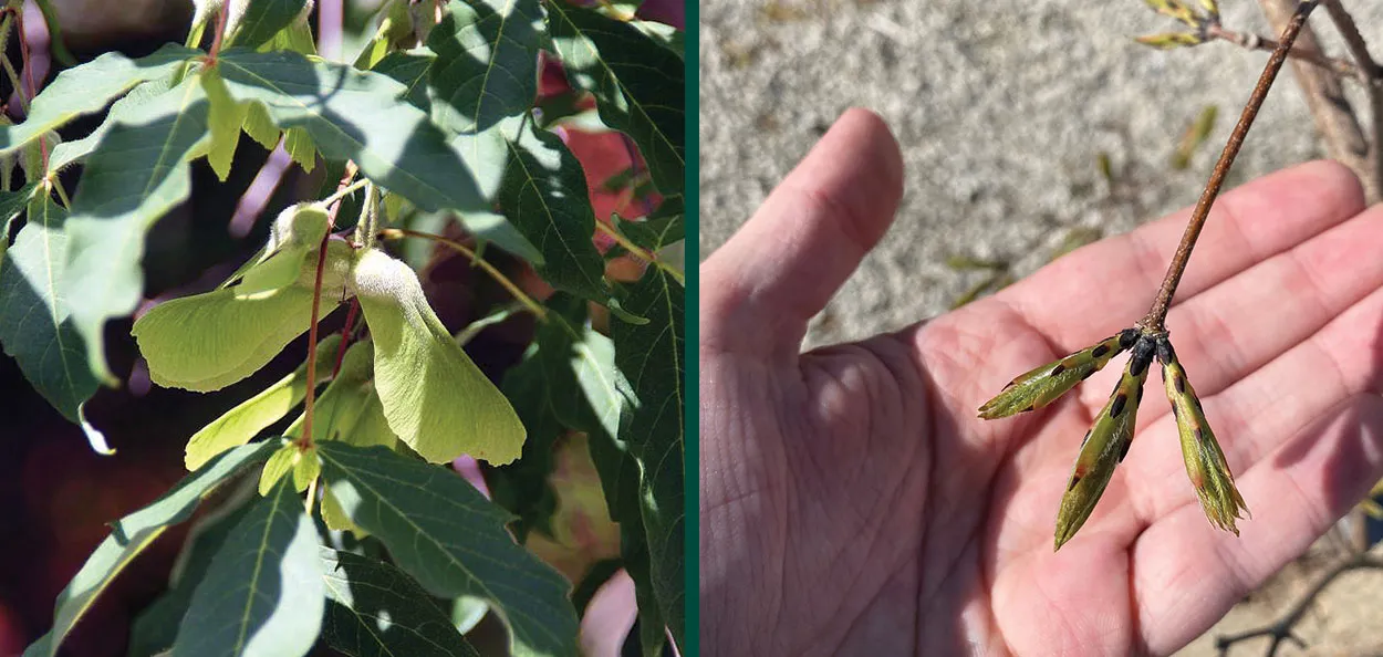 Three-flower Maple | Johnson's Nursery | KB
