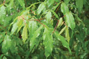 Three-flower Maple | Johnson's Nursery | KB