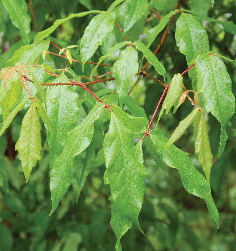 Three-flower Maple | Johnson's Nursery | KB