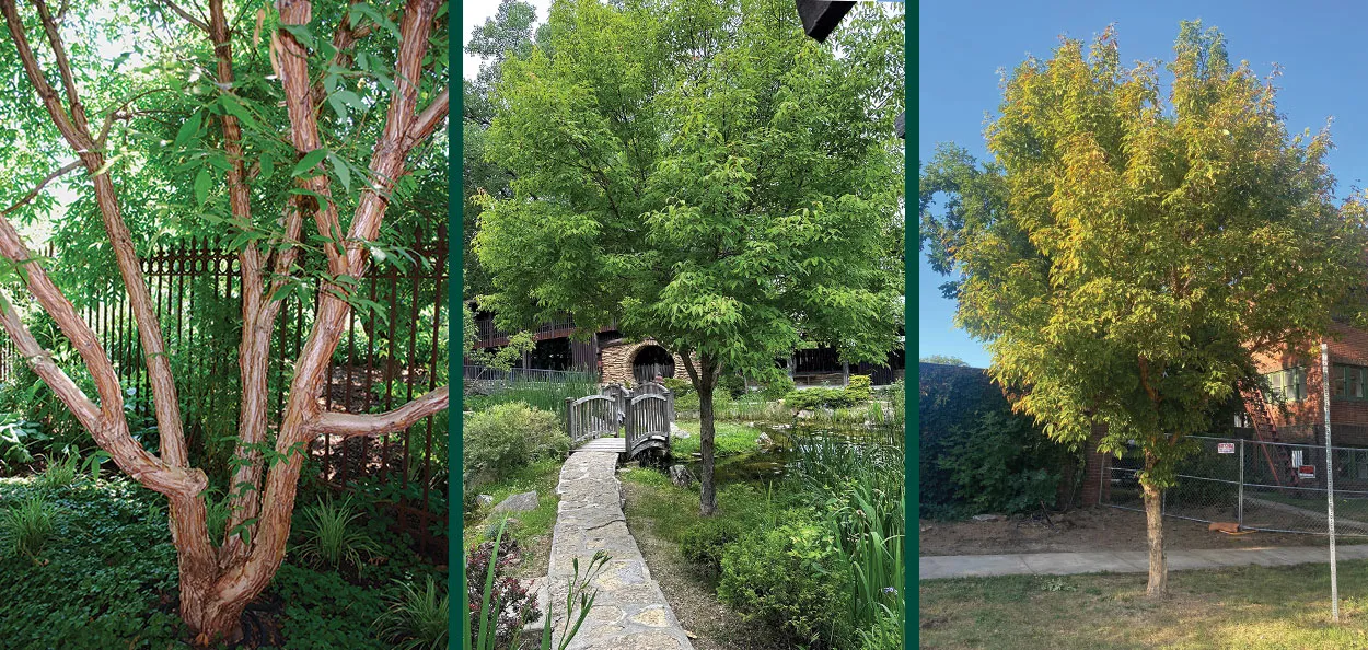 Three-flower Maple | Johnson's Nursery | KB