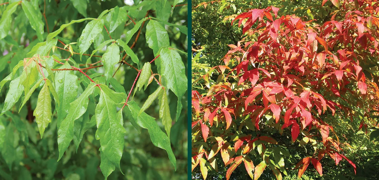 Three-flower Maple | Johnson's Nursery | KB