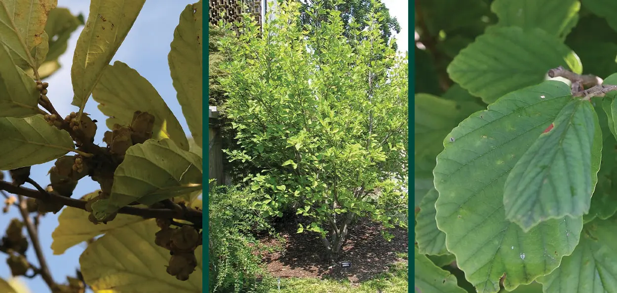 Vernal Witchhazel | Johnson's Nursery | Knowledgebase