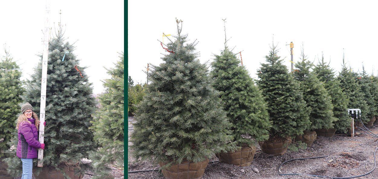White Fir | Johnson's Nursery | KB