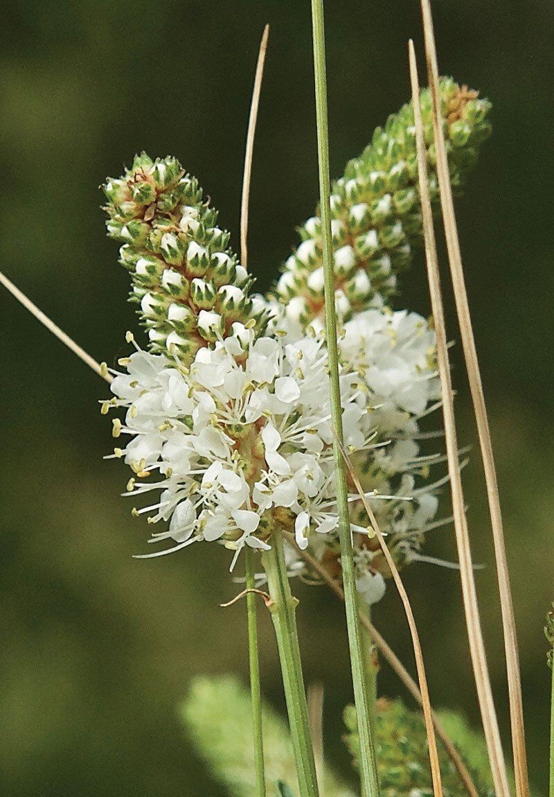 White Prairie Clover | Johnson's Nursery | KB