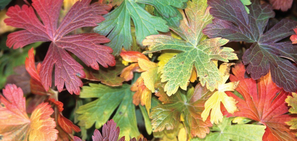 wild geranium leaves