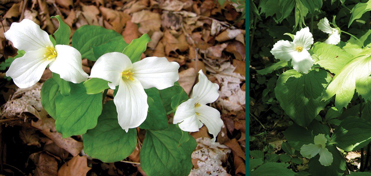 Large White Trillium | Johnson's Nursery | KB