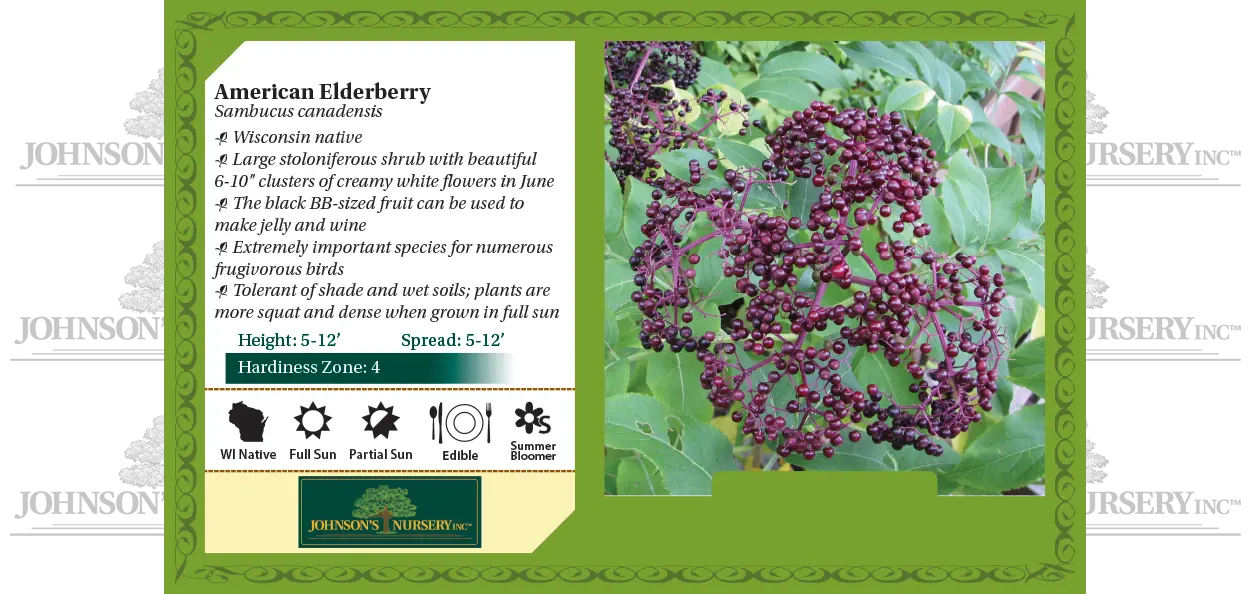 American Elderberry | Johnson's Nursery | KB