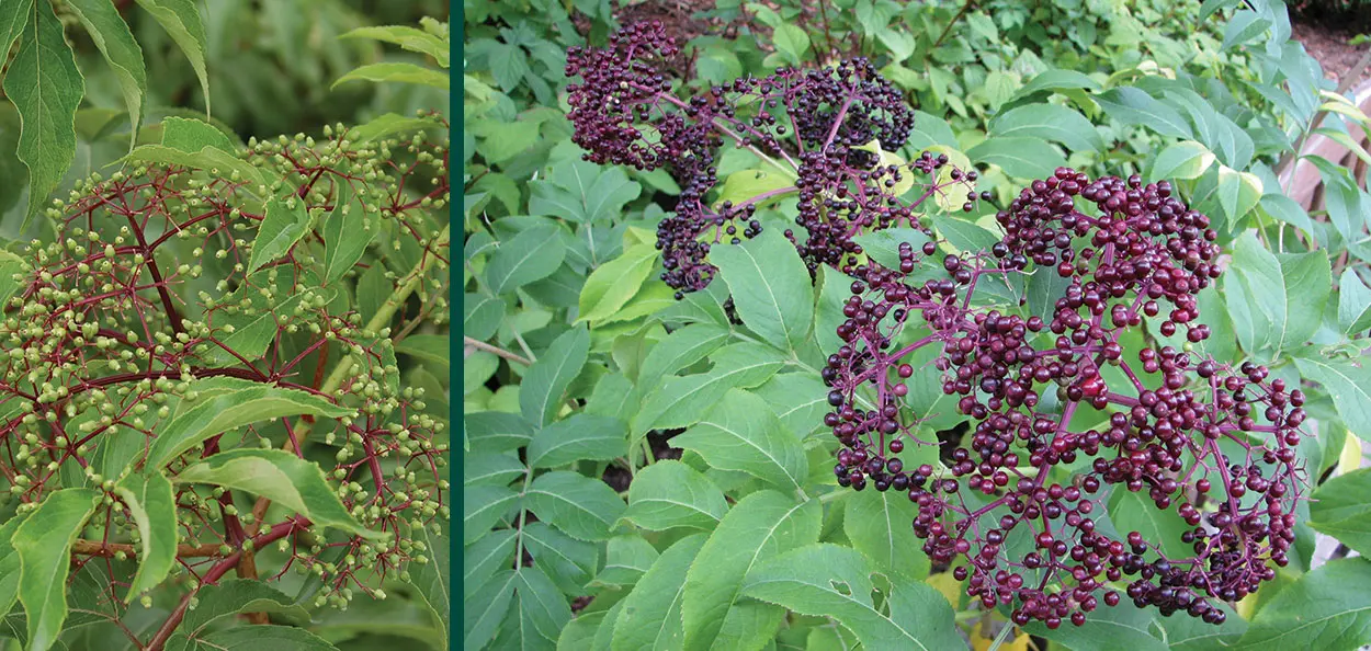 American Elderberry | Johnson's Nursery | KB