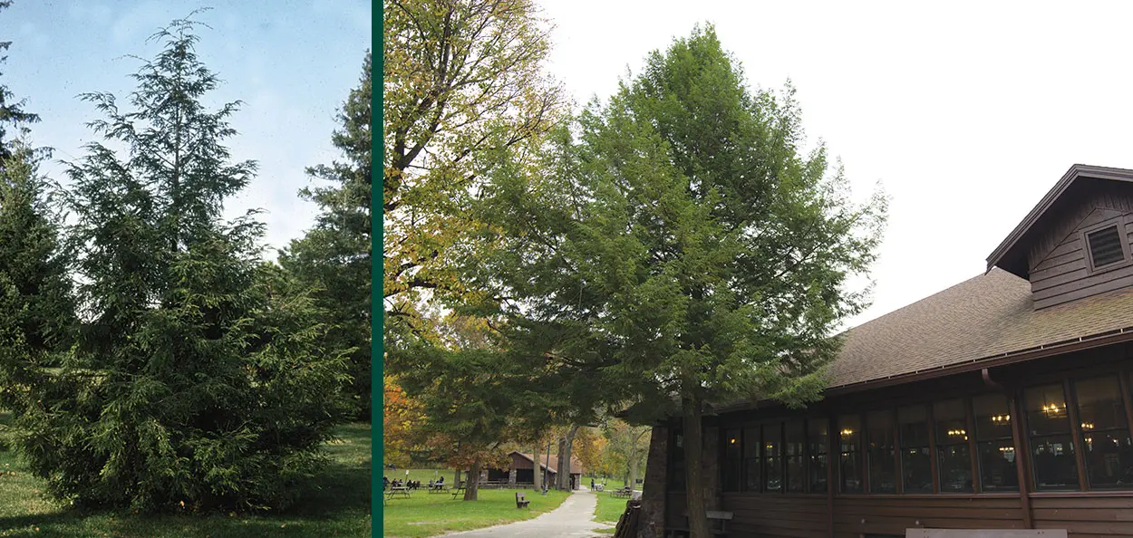 Canadian Hemlock | Johnson's Nursery | KB
