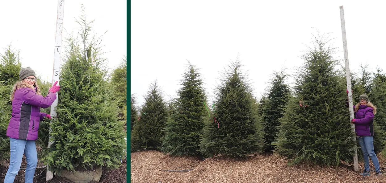 Canadian Hemlock | Johnson's Nursery | KB