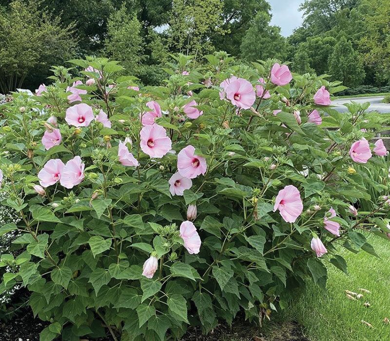 Rose Mallow (Crimson-eyed Rose Mallow) | Johnson's Nursery | KB