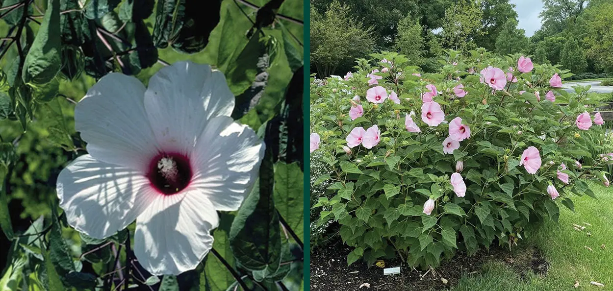 Rose Mallow (Crimson-eyed Rose Mallow) | Johnson's Nursery | KB