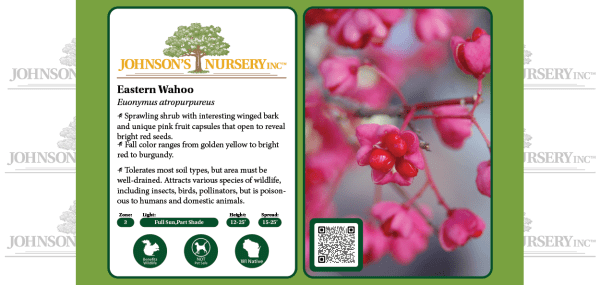 Eastern Wahoo | Johnson's Nursery | KB