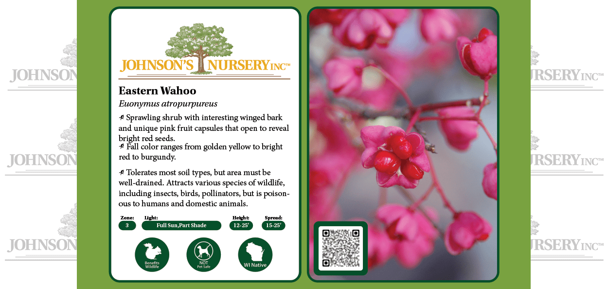 Eastern Wahoo | Johnson's Nursery | KB
