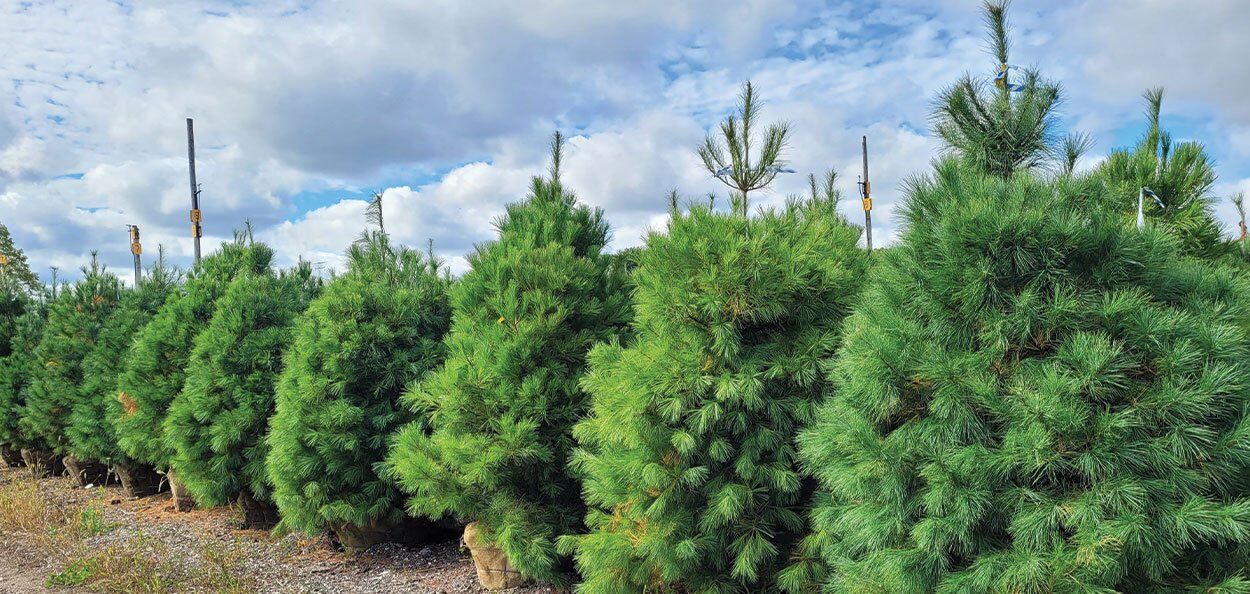Eastern White Pine | Johnson's Nursery | KB