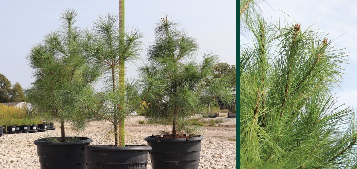 Eastern White Pine | Johnson's Nursery | KB