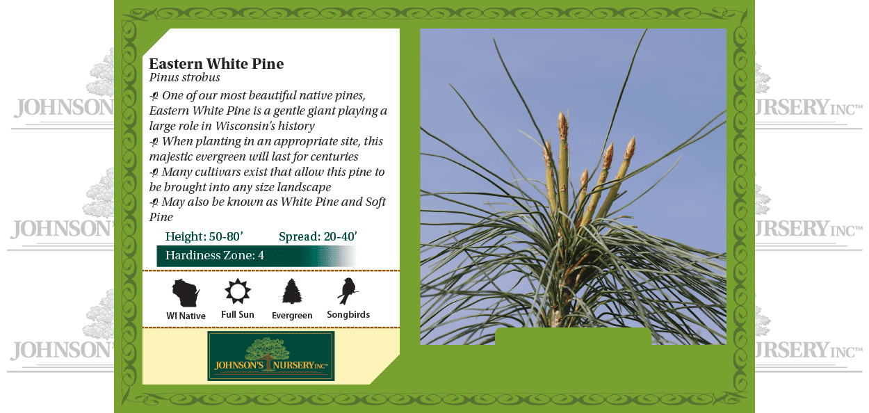 Eastern White Pine | Johnson's Nursery | KB