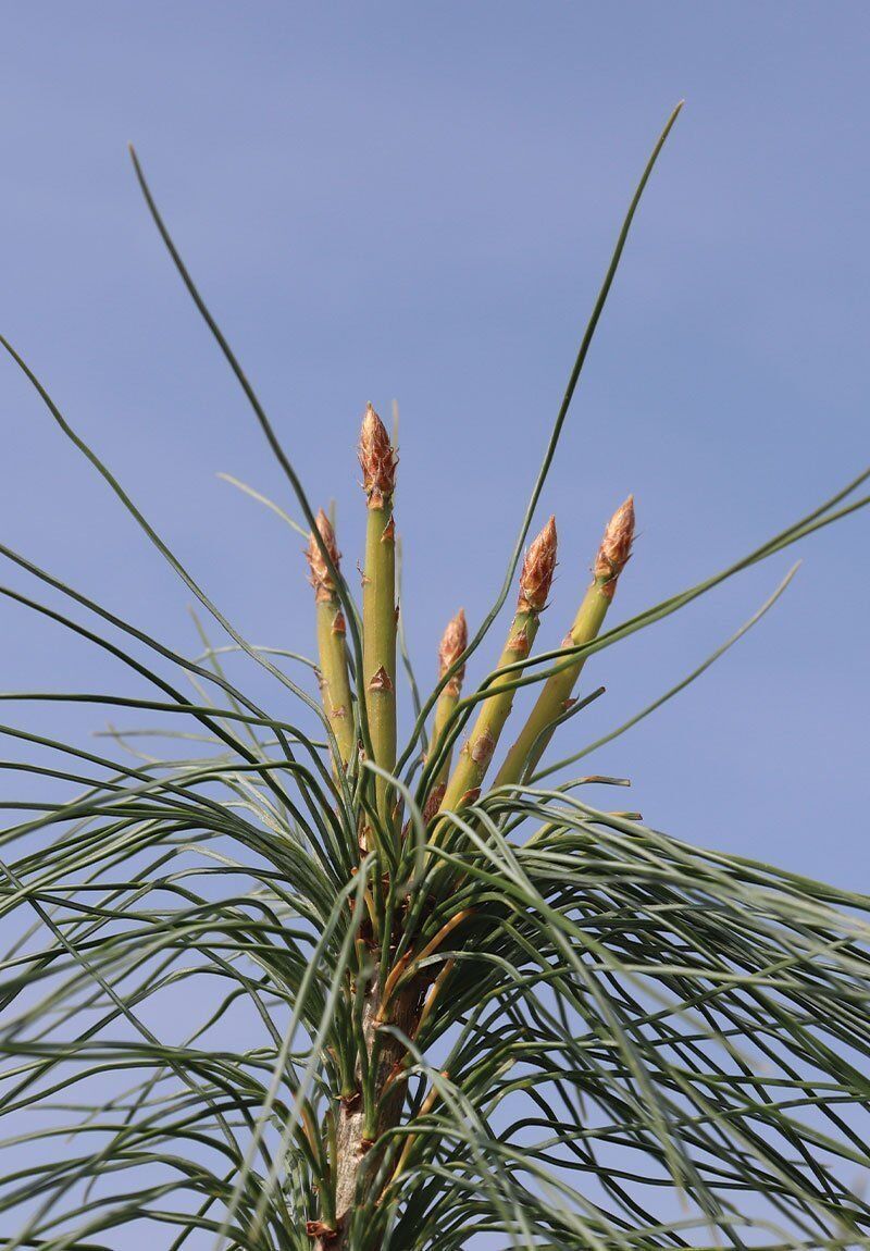 Wisconsin Native Conifers | Johnson's Nursery | Knowledgebase