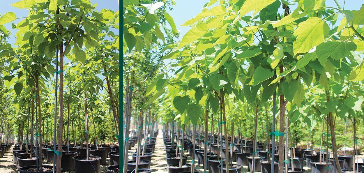 Northern Catalpa | Johnson's Nursery | KB