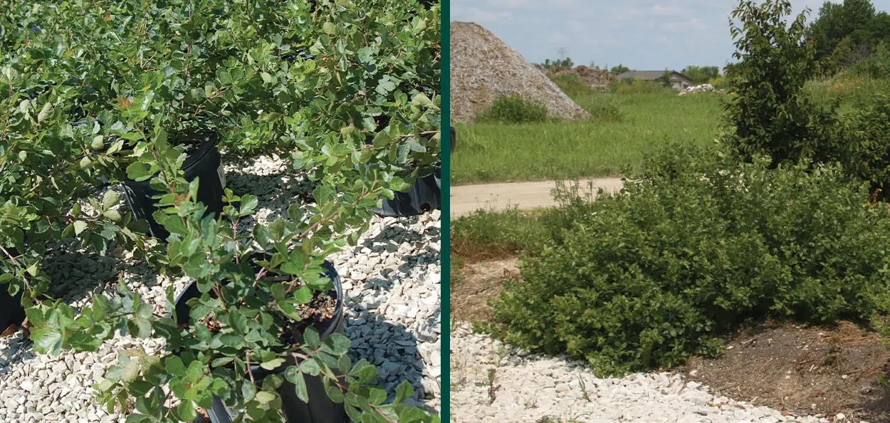 Gro-low Sumac | Johnson's Nursery | KB