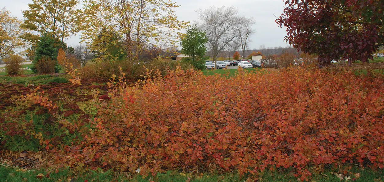Gro-low Sumac | Johnson's Nursery | KB