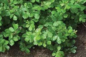 Gro-low Sumac | Johnson's Nursery | KB