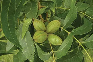 Hardy Pecan | Johnson's Nursery | KB