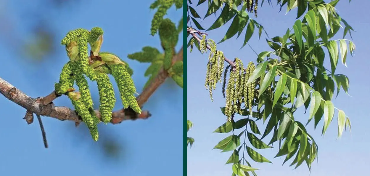 Hardy Pecan | Johnson's Nursery | KB