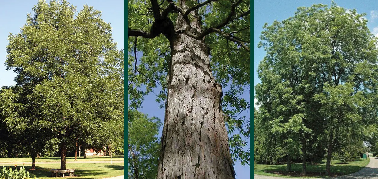Hardy Pecan | Johnson's Nursery | KB
