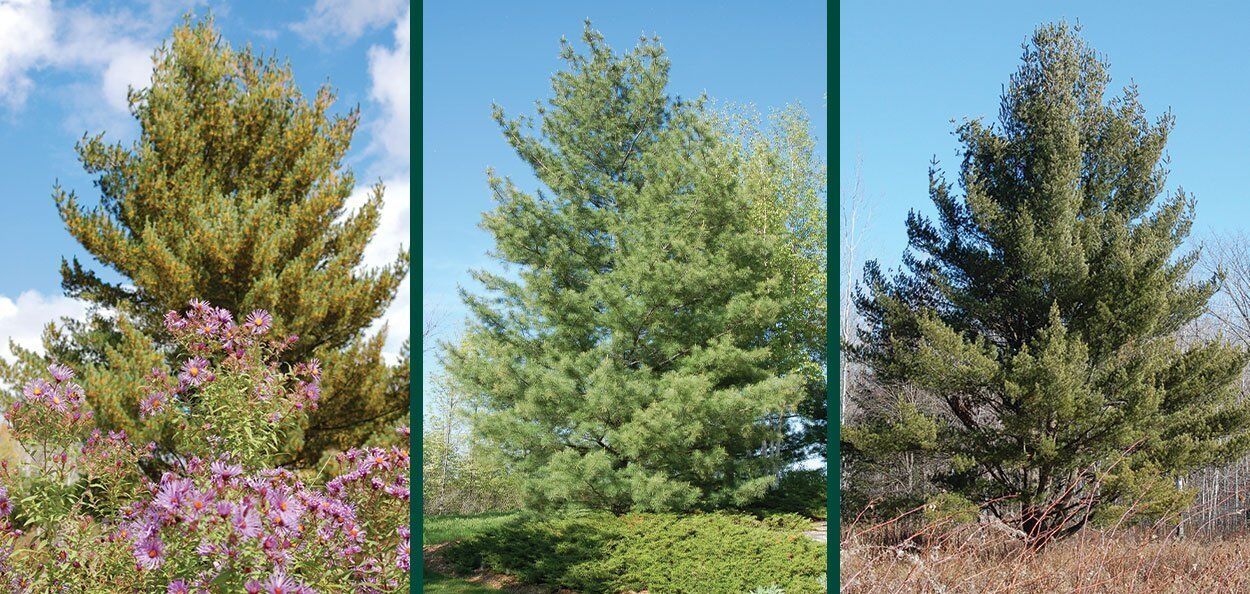 Eastern White Pine | Johnson's Nursery | KB