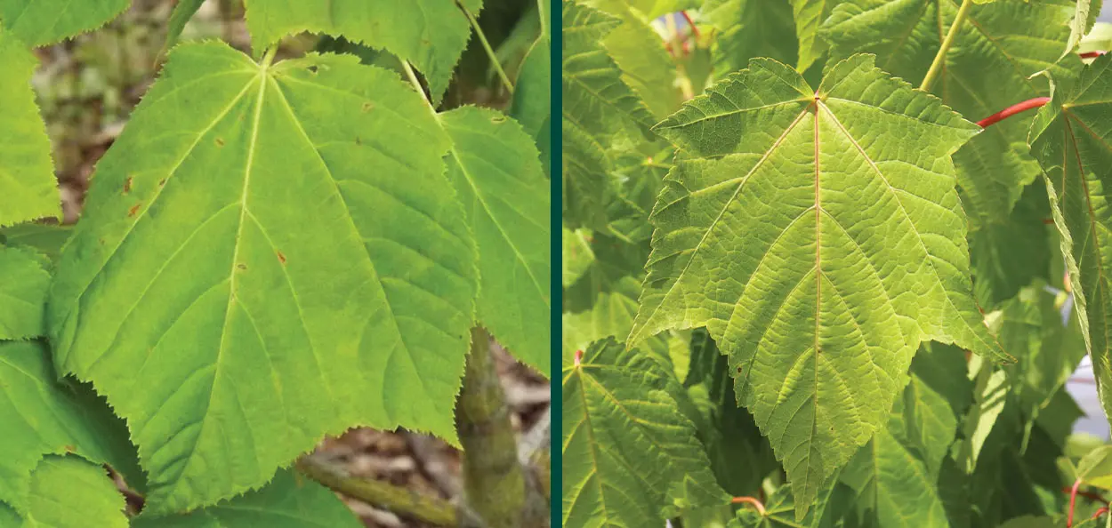 Manchurian Striped Maple | Johnson's Nursery | Knowledgebase