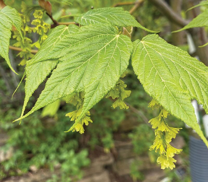 Manchurian Striped Maple | Johnson's Nursery | Knowledgebase