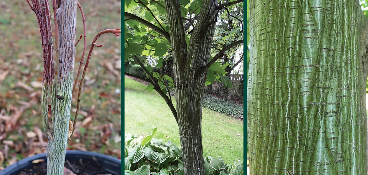 Manchurian Striped Maple | Johnson's Nursery | Knowledgebase