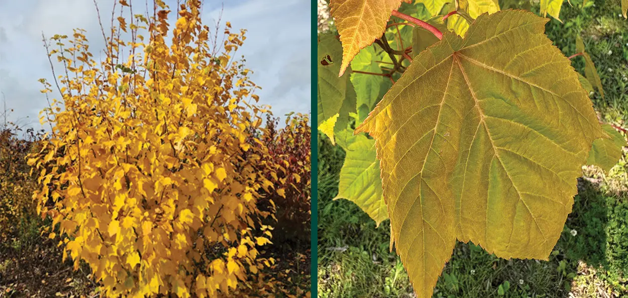 Manchurian Striped Maple | Johnson's Nursery | Knowledgebase
