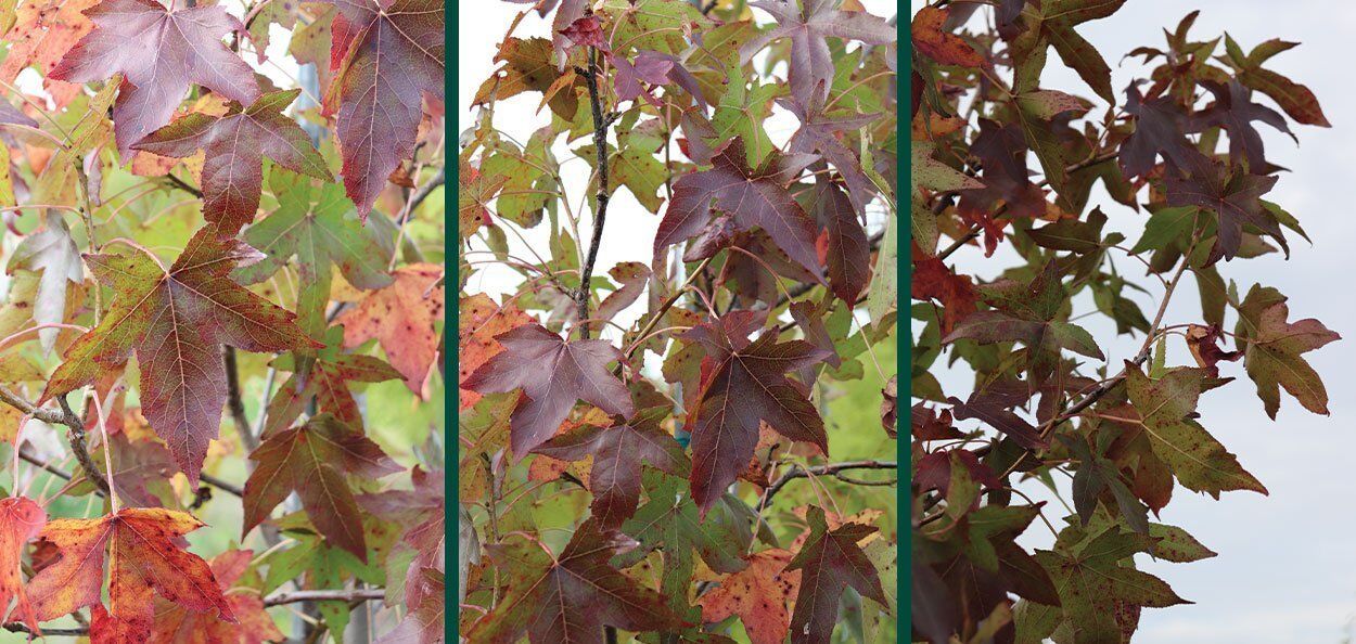 sweet gum tree issues