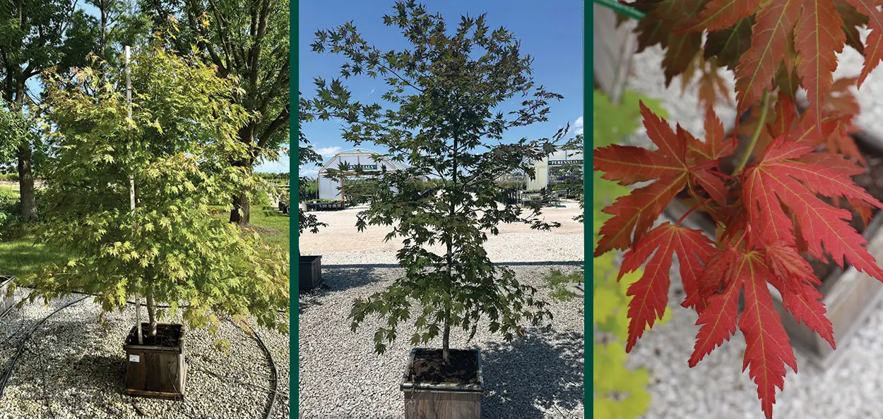 North Wind® Maple | Johnson's Nursery | KB
