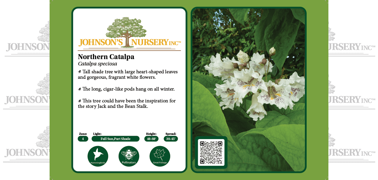 Northern Catalpa | Johnson's Nursery | KB