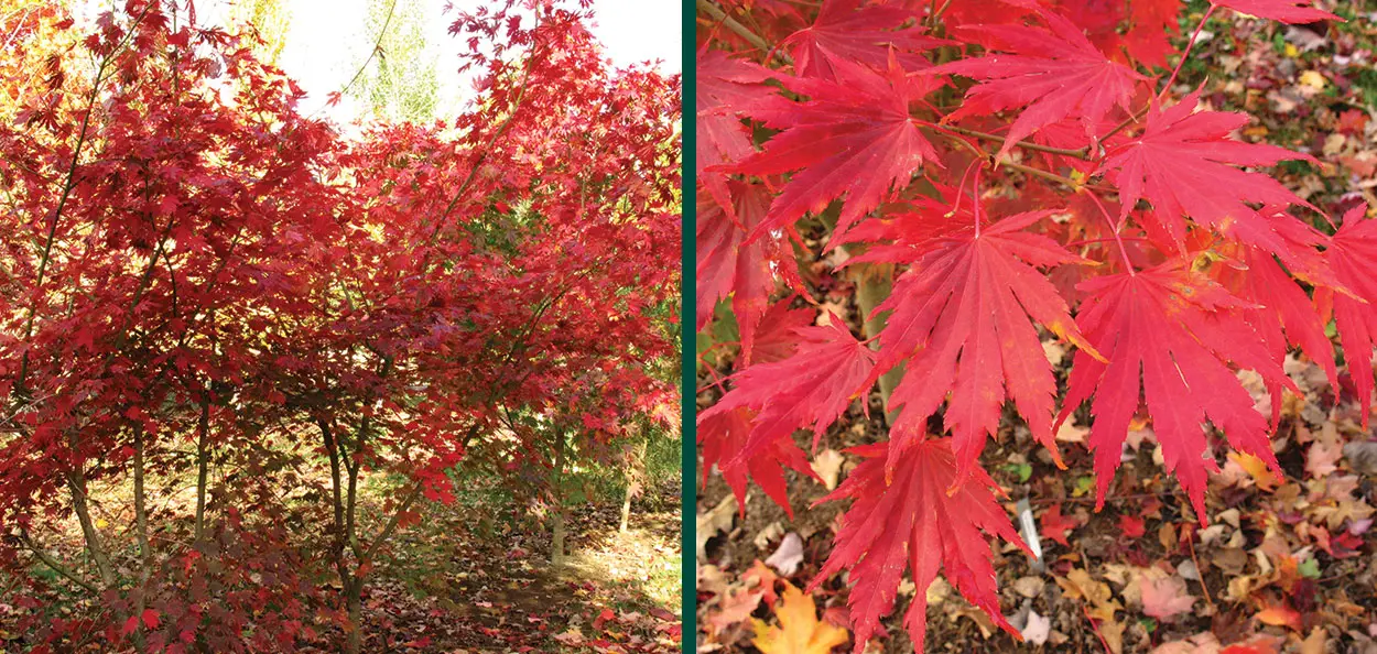 Northern Glow® Maple | Johnson's Nursery | KB