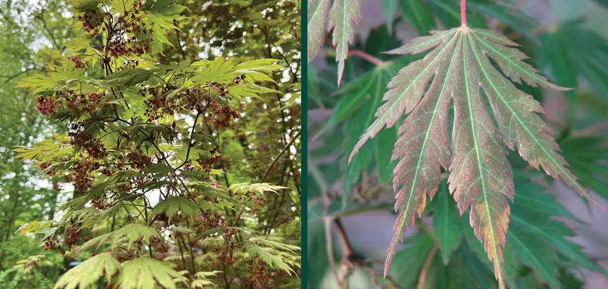 Northern Glow® Maple | Johnson's Nursery | KB