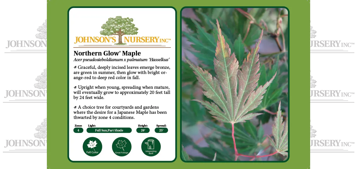 Northern Glow® Maple | Johnson's Nursery | KB