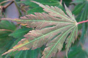 Northern Glow® Maple | Johnson's Nursery | KB