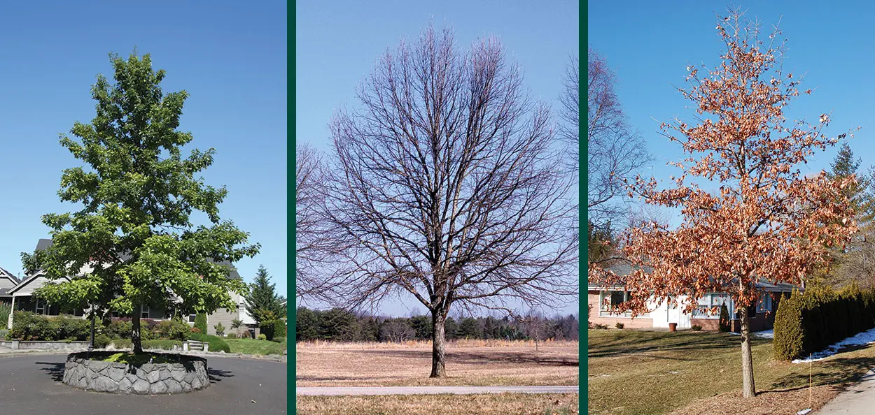 oak tree examples
