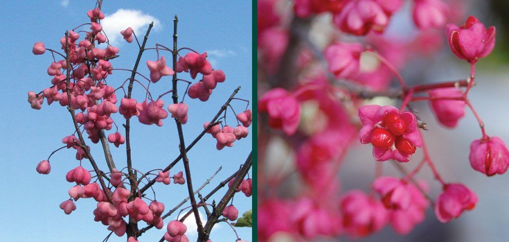 Eastern Wahoo | Johnson's Nursery | KB