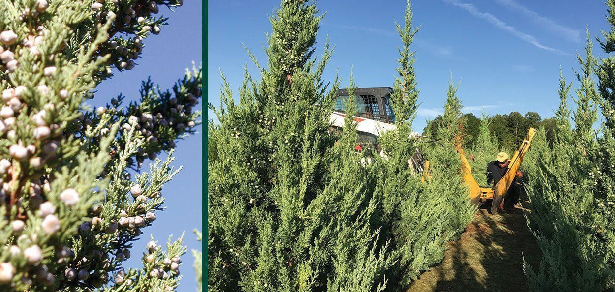 Trautman Chinese Juniper | Johnson's Nursery | KB